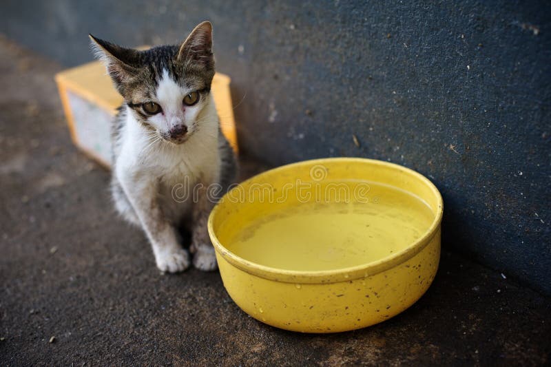 Hungry Cat stock photo. Image of lonely, hungry, stare - 37648240