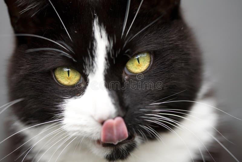 Hungry cat stock photo. Image of tame, taste, animal, face - 6475516