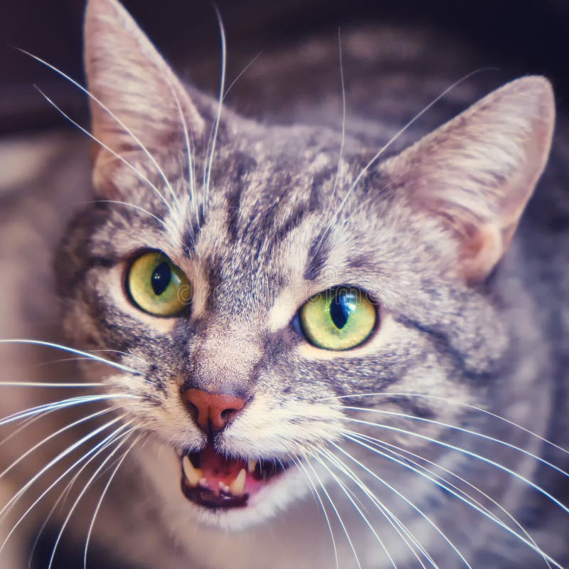 A Hungry Cat Asks for Food and Says Meow Stock Photo - Image of face ...