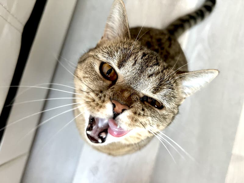 Hungry cat stock photo. Image of asks, playful, yummy - 246037166