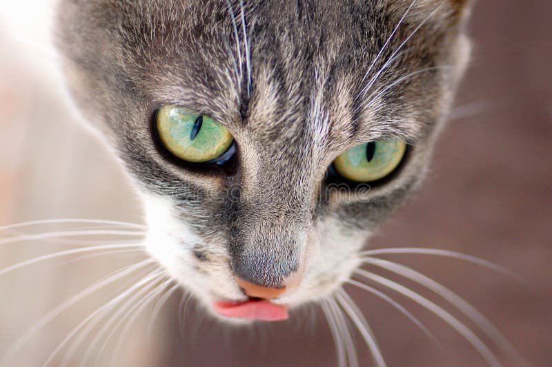 Hungry cat stock photo. Image of white, macro, tabby - 54584370