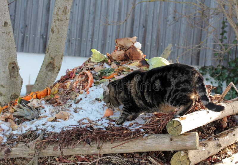 Garbage Dump Foraging Stock Photos - Free & Royalty-Free Stock Photos ...