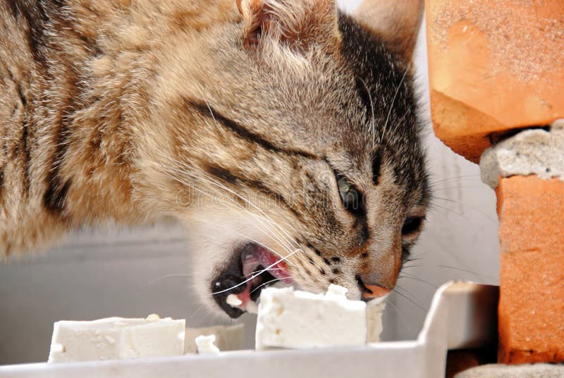 Hungry cat eating stock image. Image of adult, eating - 15882611