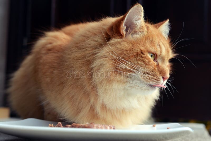 Hungry cat eating food stock photo. Image of nutrition - 49839350