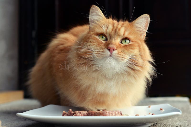 Hungry cat eating food stock image. Image of house, ginger - 49839517