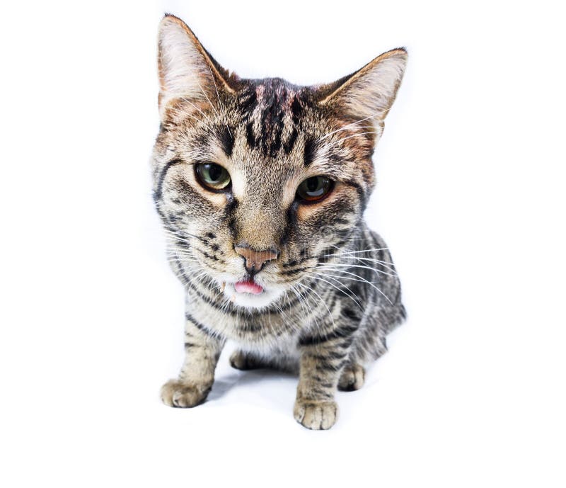 Hungry cat eating stock image. Image of love, macro, hide - 81114827