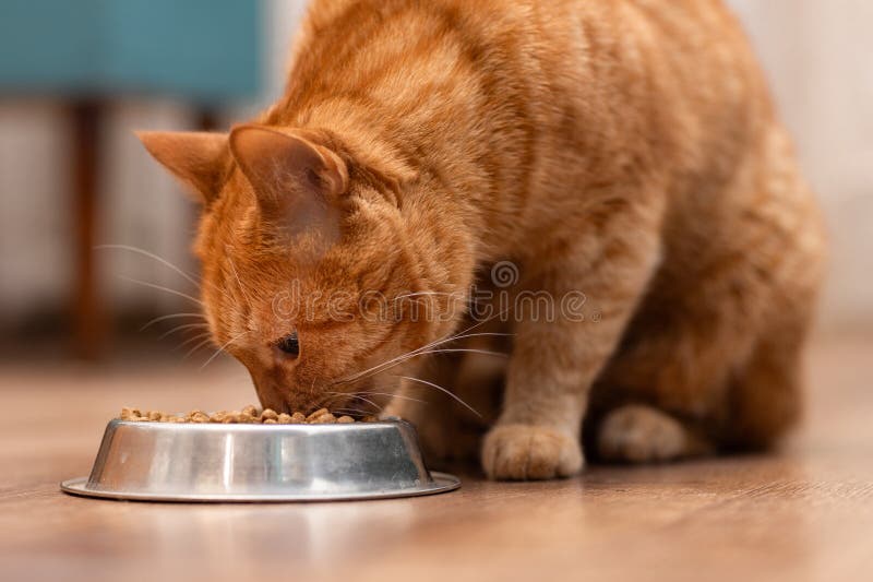 Hungry Cat Eats Dry Cat Food from a Bowl on the Floor Stock Image ...