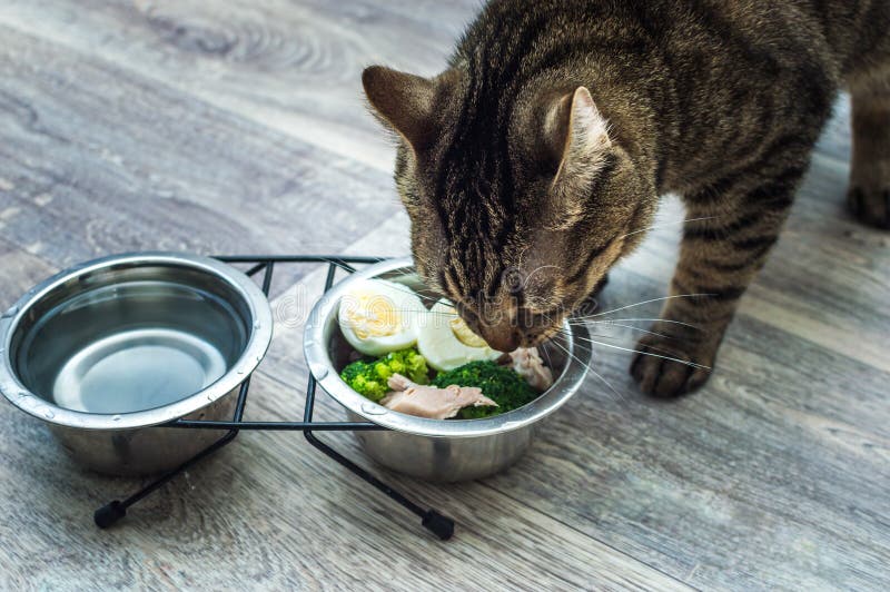 Hungry Cat Eats Fresh Natural Food. Cat Food and Diet Concept Stock ...