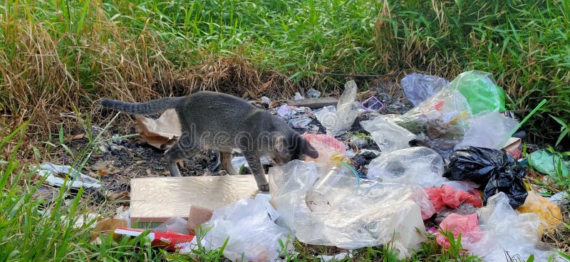 A Hungry Cat is Foraging in the Garbage. Stock Photo - Image of evil ...