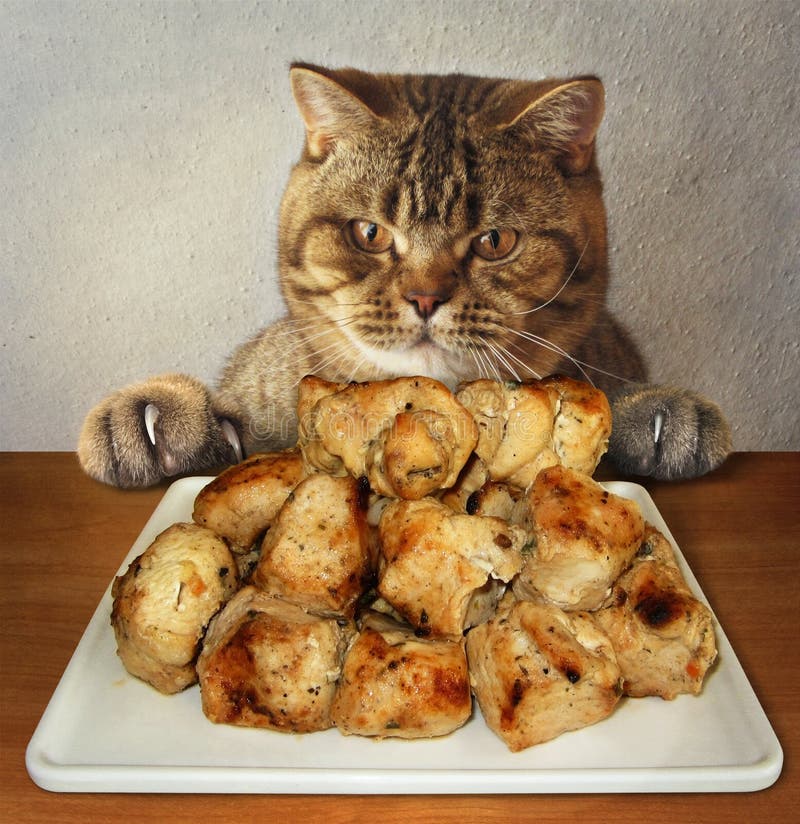 Cat with Grilled Meat Near Bbq Grill Stock Photo - Image of oven, party ...