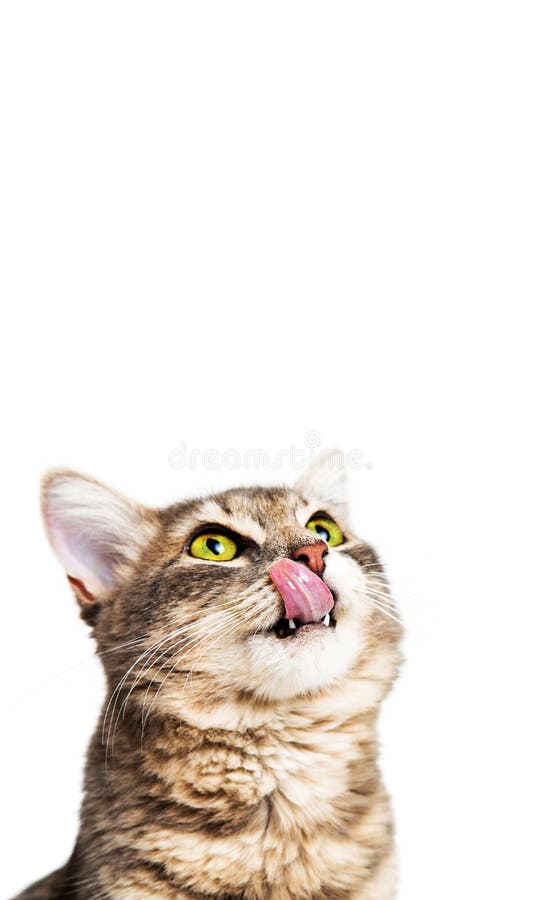 Hungry Cat Vertical Banner with Copy Space Stock Photo - Image of tabby ...