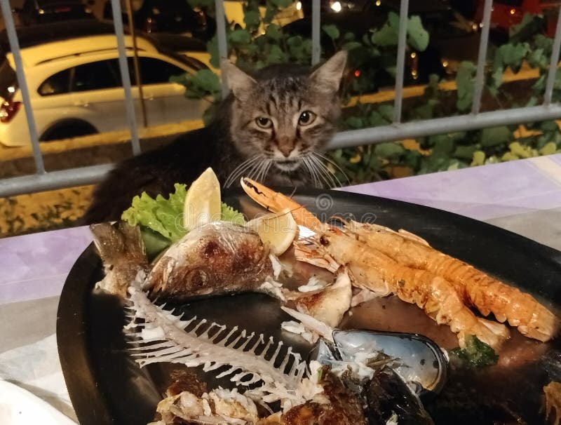 Hungry cat stock photo. Image of fish, lick, feline, fishbone - 97431302