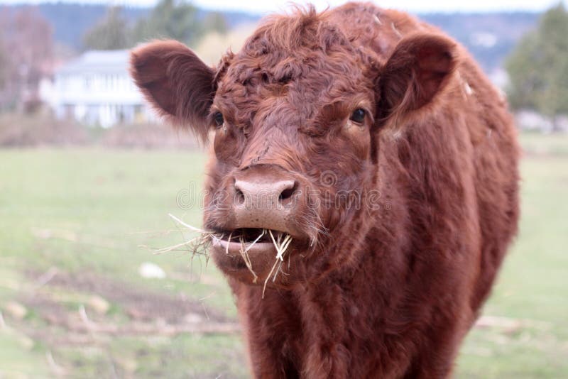 Hungry Cow stock image. Image of dairy, animal, brown - 13444737