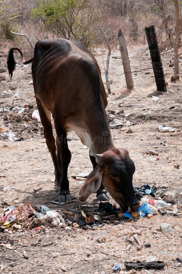 Cow with Pollution stock image. Image of smoke, pollution - 2086095