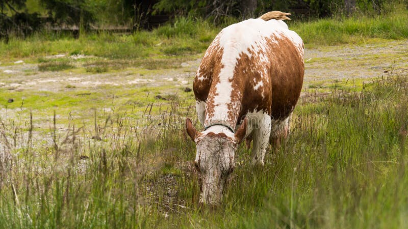 Hungry cow stock image. Image of norge, mammal, animal - 78055991