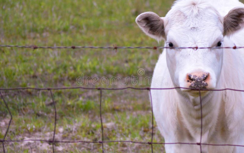Hungry cow in the evening stock image. Image of grass - 92898955