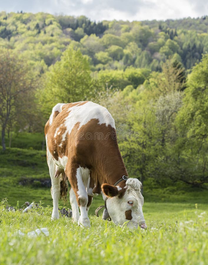 Hungry cow stock image. Image of land, snout, outside - 71379413