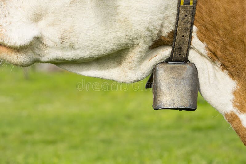 Hungry cow stock photo. Image of dairy, adult, animal - 71384846