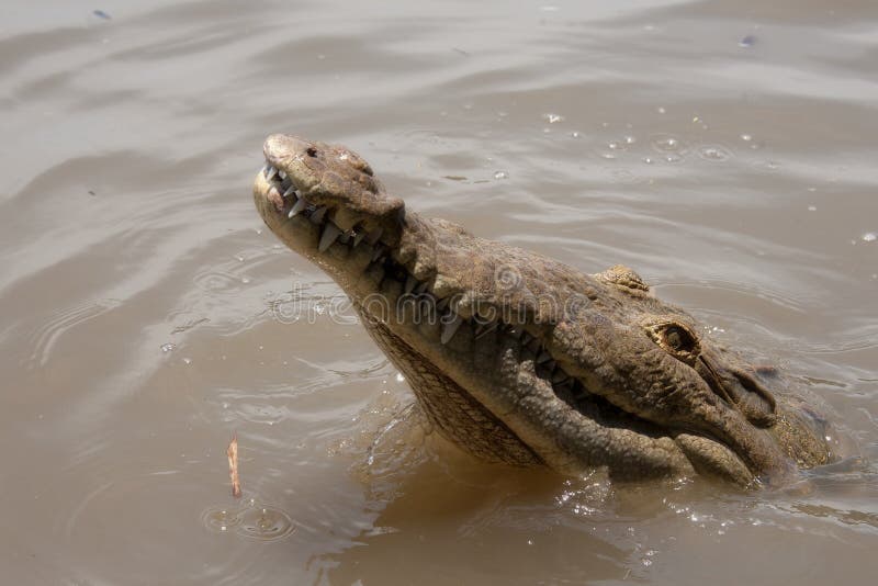 Hungry Croc stock photo. Image of reptile, paloverde - 28953554