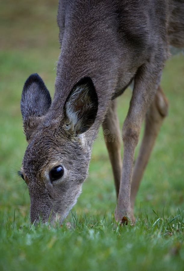 Hungry deer stock photo. Image of green, lawn, wildlife - 9467882