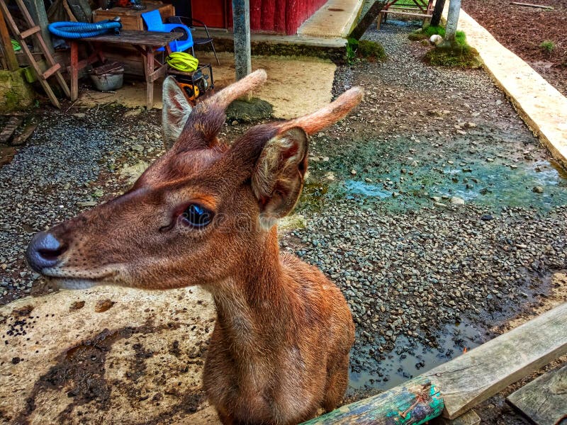 Hungry deer hind stock photo. Image of hearing, standing - 79053956