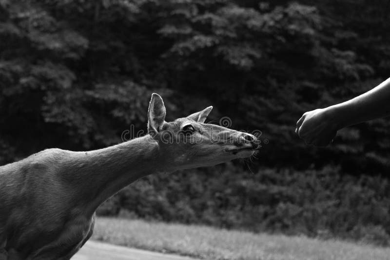 Hungry Deer Eats Wonders stock photo. Image of feed - 303640012