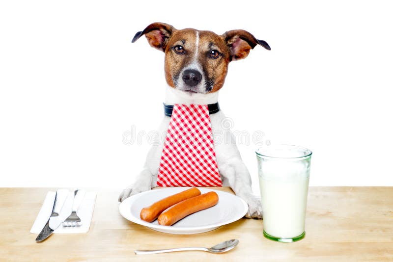 Hungry dog stock photo. Image of dish, feed, menu, knife - 47038360