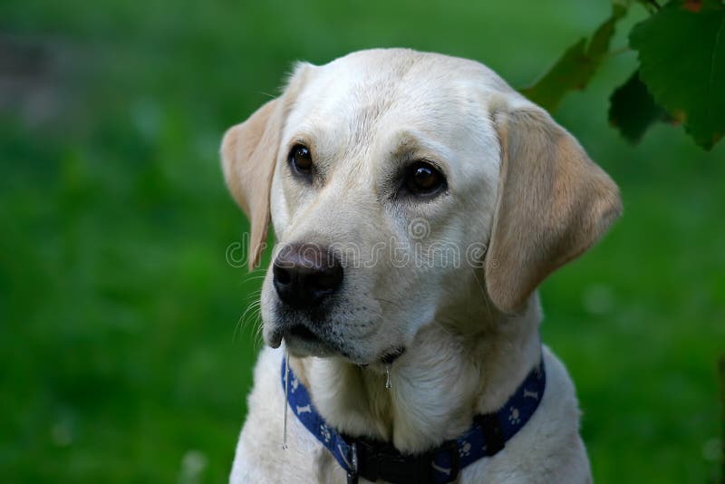 Labby stock image. Image of clever, hound, portait, nature - 22073