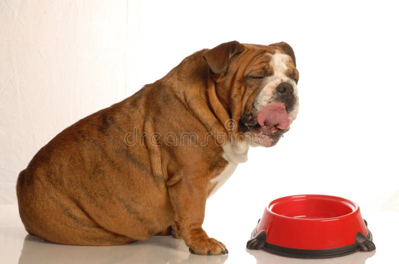 Hungry dog stock photo. Image of bull, cute, dinner, companion - 7676830