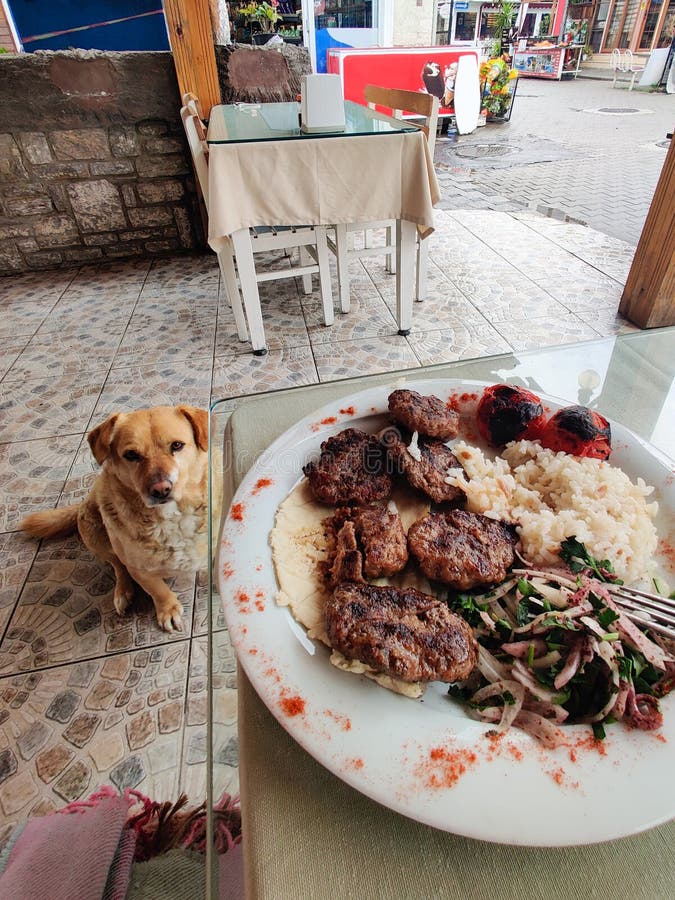 A Hungry Dog Asks for Food in a Restaurant at the Table Stock Image ...
