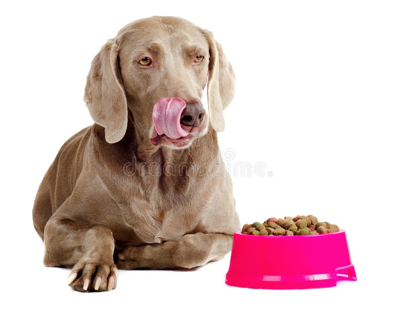 Well trained dog stock photo. Image of hunger, behavior - 10853640
