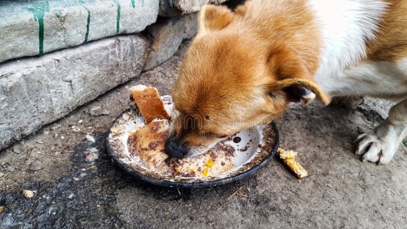 The hungry dog stock photo. Image of lifestyle, feed - 111991764