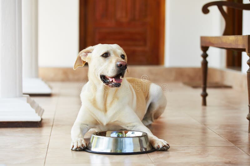 Hungry dog stock image. Image of care, peacefully, home - 36459307