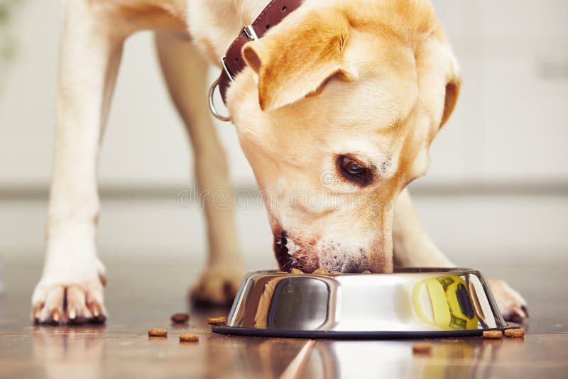 Hungry dog stock image. Image of bowl, hungry, dish, nutrition - 62432171