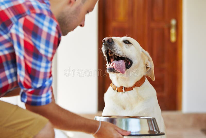 Hungry dog stock photo. Image of lifestyle, home, expression - 36600382