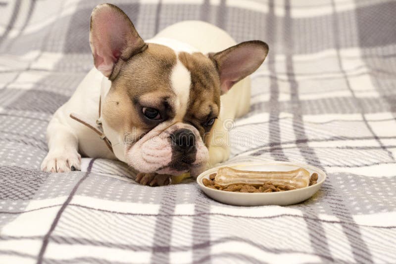 Hungry dog stock image. Image of puppy, bulldog, tasty - 81495569