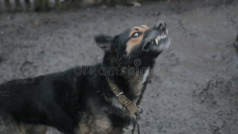 Evil German Shepherd, Hungry Dog, Stupid Dog, Evil Dog Stock Video ...