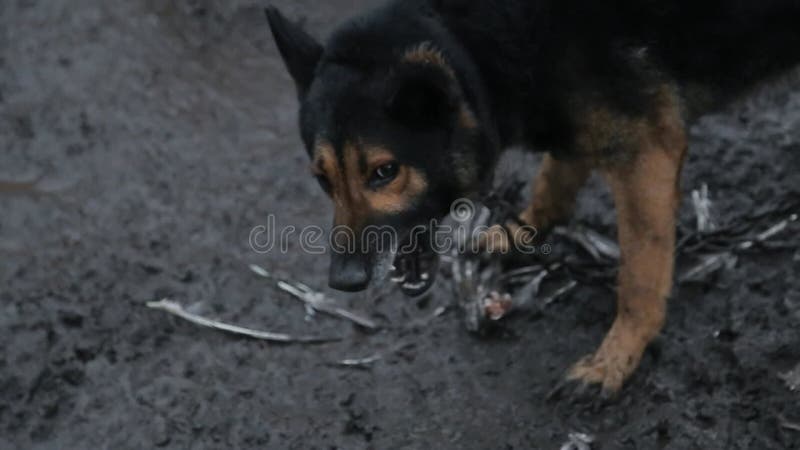 Evil German Shepherd, Hungry Dog, Stupid Dog, Evil Dog Stock Video ...
