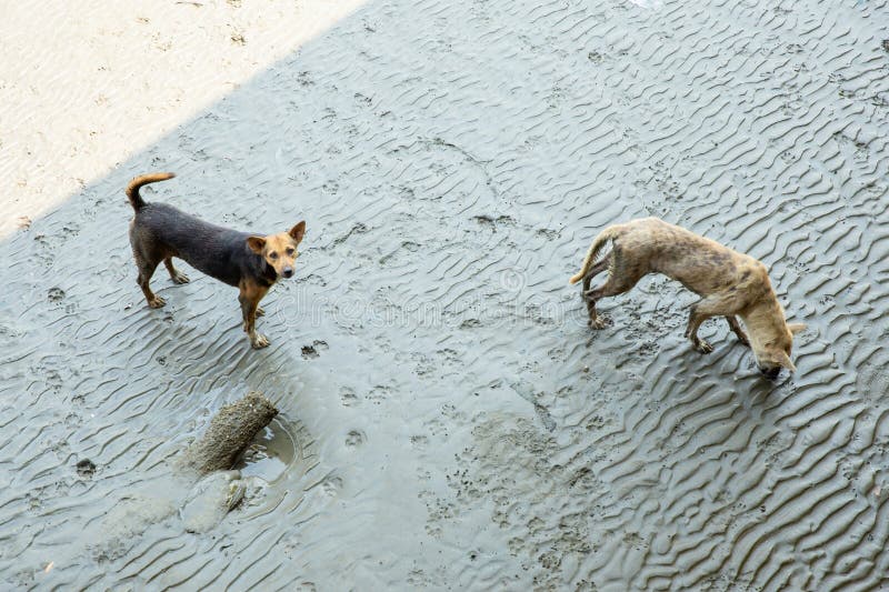 A Hungry Dog Walks on the Mud with a Lot of Footprints Stock Image ...