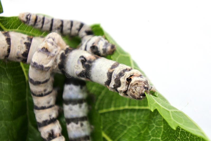 321 Hungry Moth Stock Photos - Free & Royalty-Free Stock Photos from ...