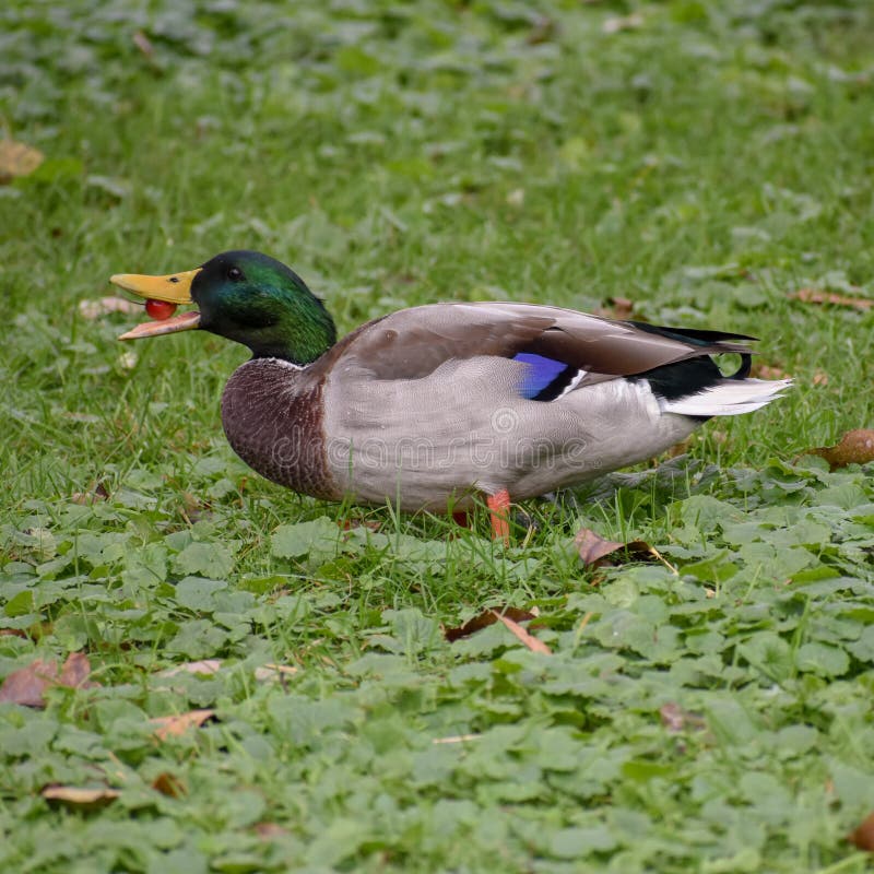 A Hungry Duck stock photo. Image of feathers, mallard - 128076996