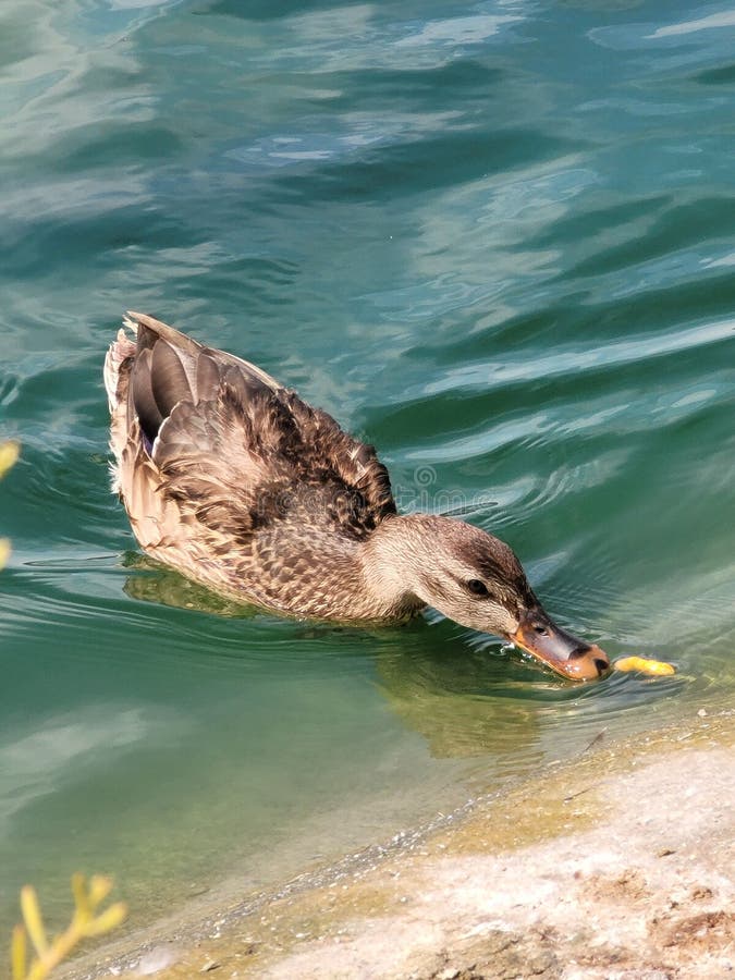 The Hungry Duckling Eating stock image. Image of animal - 261883245