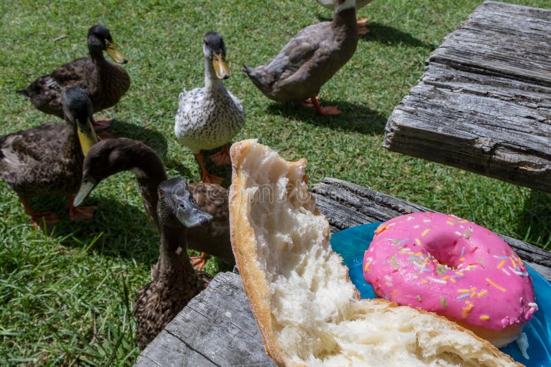 Bread in beak hungry duck stock image. Image of group - 28330485