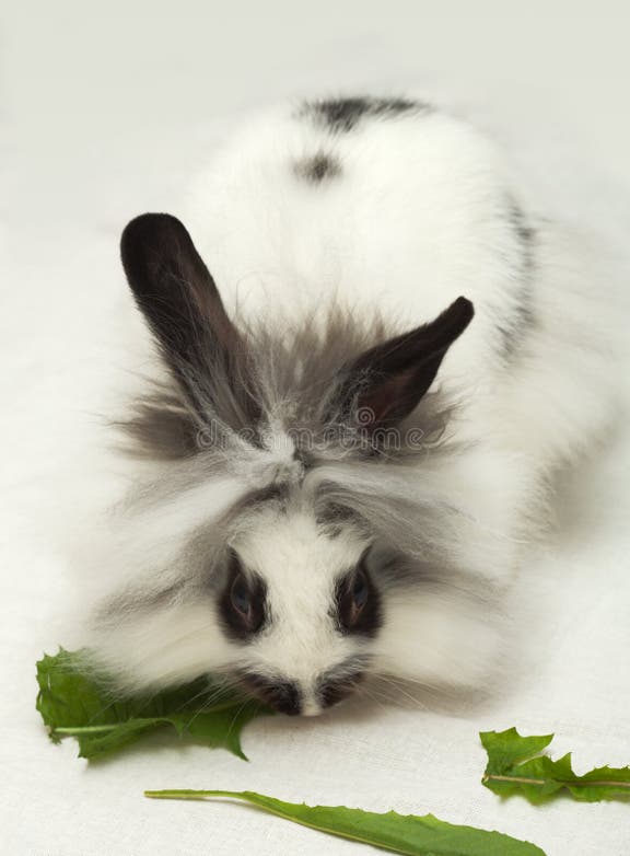 Hungry dwarfish rabbit stock photo. Image of small, food - 5809552