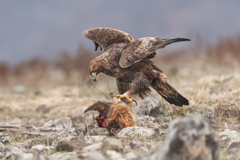 Eagle is eating his prey stock photo. Image of flight - 152612308