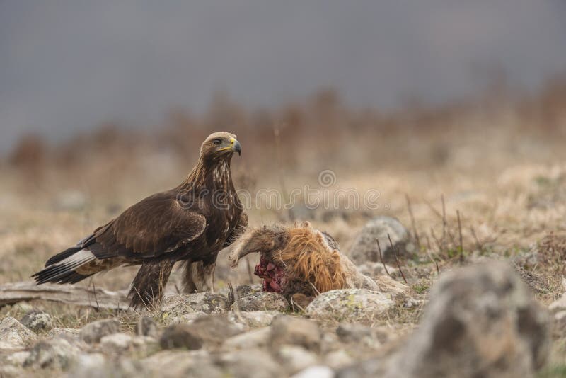 Eagle is eating his prey stock photo. Image of wild - 152612044