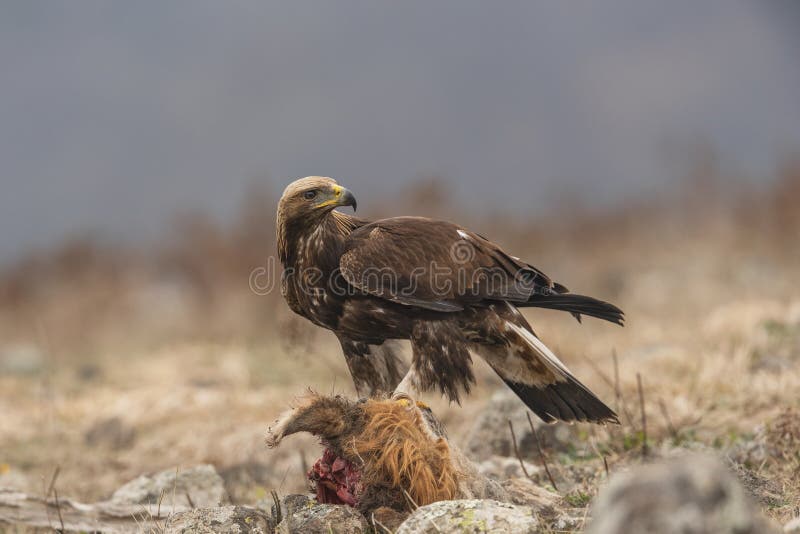 Eagle is eating his prey stock photo. Image of flight - 152612308