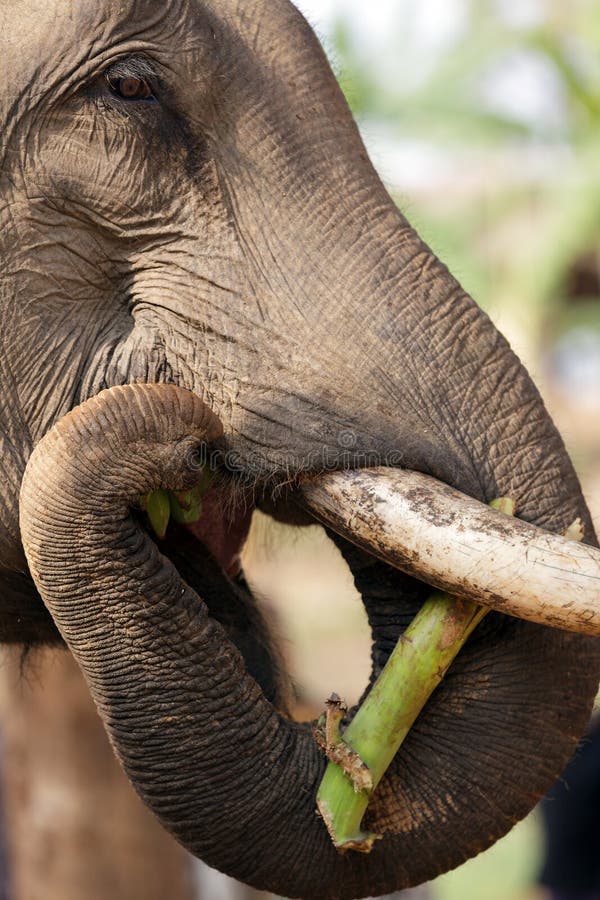 Hungry elephant stock image. Image of trunk, elephant - 26888783