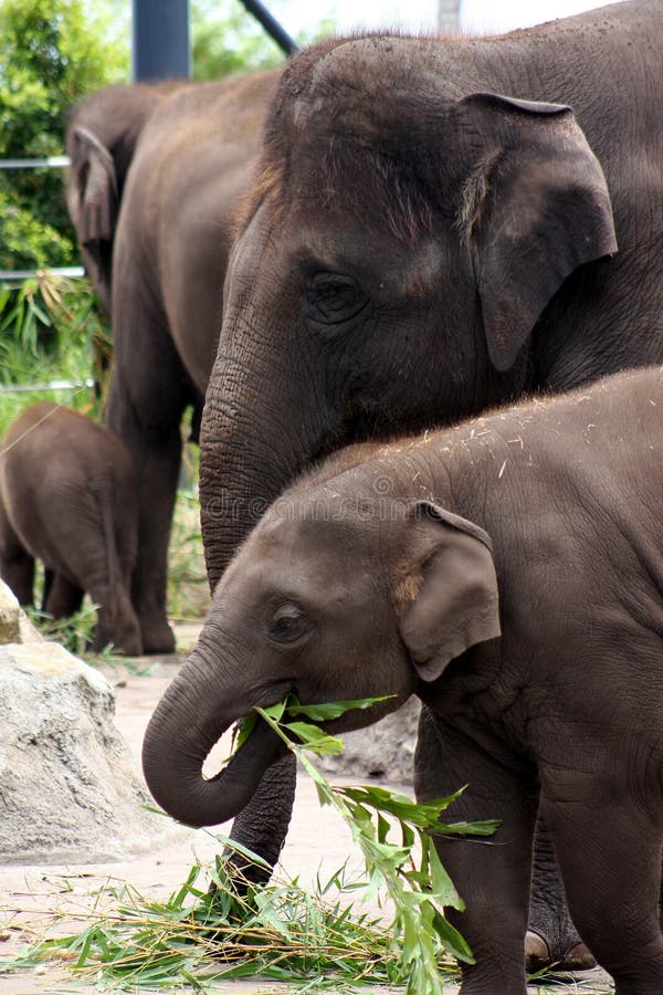 Hungry Elephants. stock photo. Image of ears, elephant - 17772548