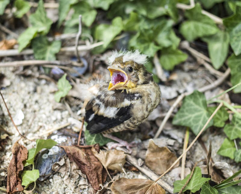 Hungry Fallen Hawfinch Baby Ground Stock Photos - Free & Royalty-Free ...